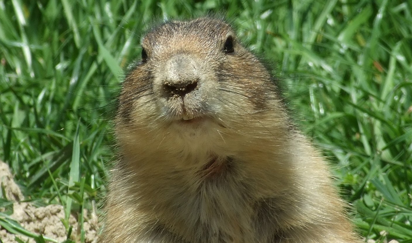 The Gopher in the Front Yard – Yarns from the Lake