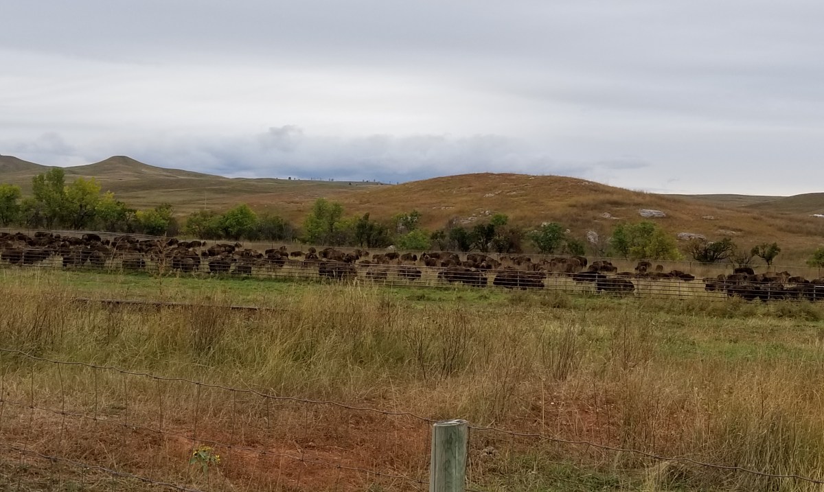 Bison Fiber Part 1 – Yarns from the Lake